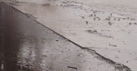 Happy Pup Plays In Rainwater Runoff - Sharedots