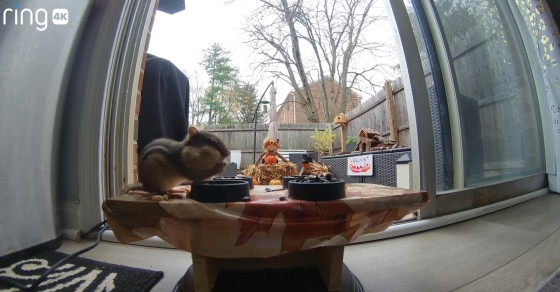 Chipmunk Joins Homeowner For Breakfast - Sharedots