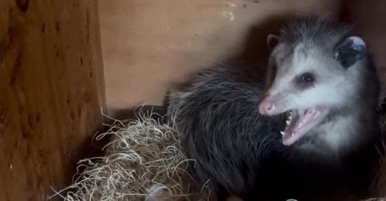 Nap Interrupted on a Full Belly - Sharedots