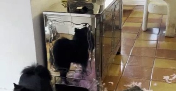 Pomeranian Pups Destroy Pink Tree - Sharedots