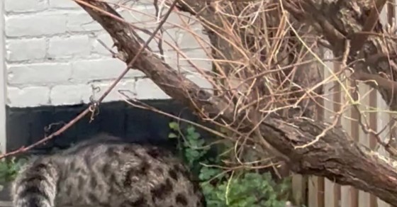 Cat's Successful Sausage Heist - Sharedots