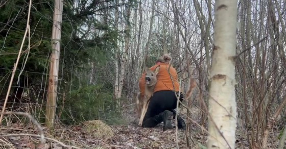 Woman Rescues Deer Tangled in Fence - Sharedots