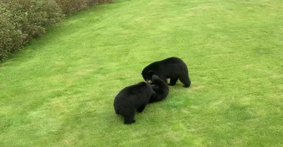 Black Bear Triplets Bumming Around - Sharedots