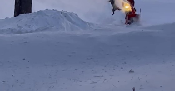 Black Lab Taking on the Snowblower - Sharedots