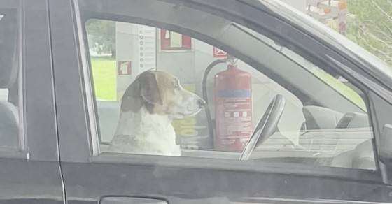 Dog in the Driver's Seat - Sharedots