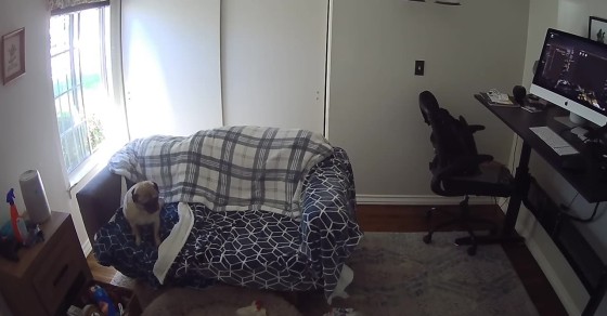 Frenchie Launching Through Window - Sharedots