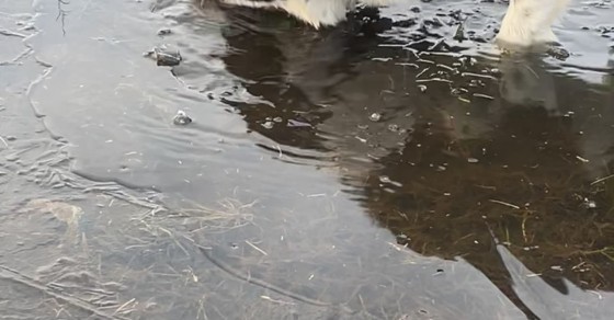 Dog Enjoys Biting Through Iced Over Puddles - Sharedots
