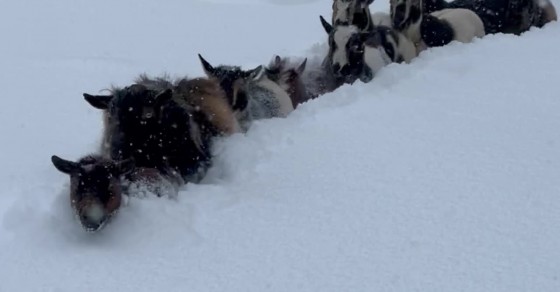 Goats Trudge Through Deep Snow - Sharedots