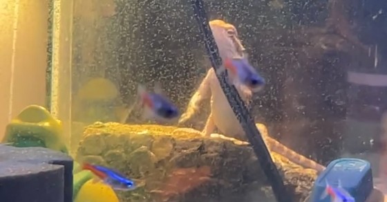 Bearded Dragon Is Trying to Get to My Fish! - Sharedots