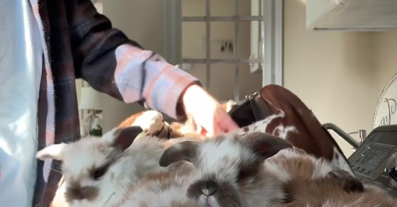 Fluffle Duffle - Sharedots