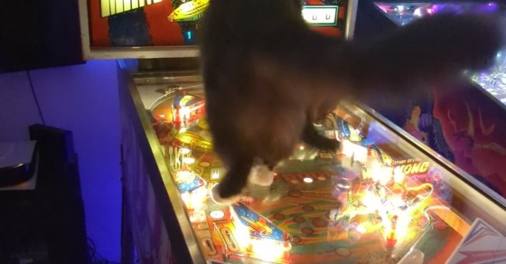 When Your Cat Loves Pinball - Sharedots