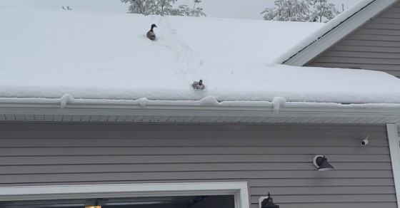 Duck Slides Down Snowy Roof - Sharedots