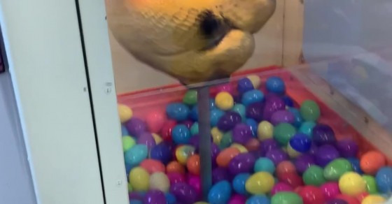 Vintage Coin-Op Chicken Egg Prize Machine - Sharedots