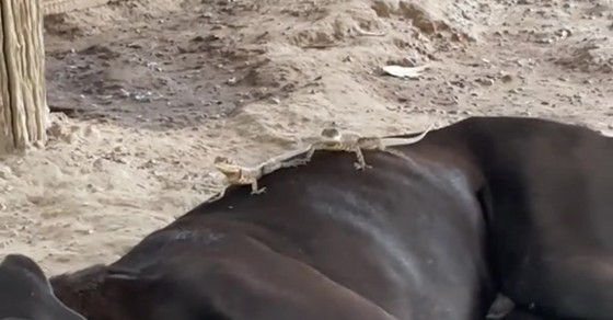 Two Lizards On A Dog - Sharedots