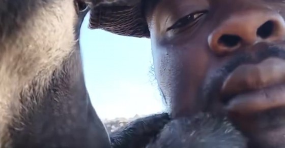 Monkey Grooming Unbothered Keeper's Face - Sharedots