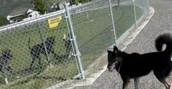 Dog Jumps Fence to Say Hi - Sharedots