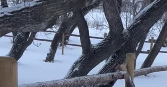 Highland Cow Gets Head Stuck in Feed Bag - Sharedots
